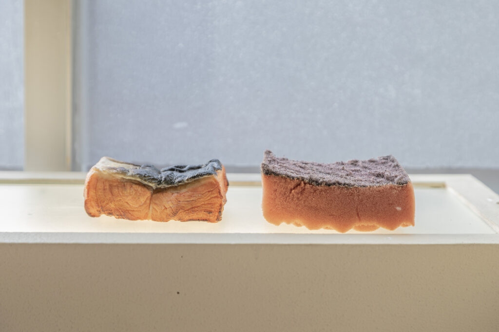 アーティスト・イン・ミュージアム AiM Vol.16 札本彩子 岐阜県美術館で2024年10月11日-11月24日に開催│OutermostNAGOYA 名古屋×アート,美術(展覧会),舞台,映像